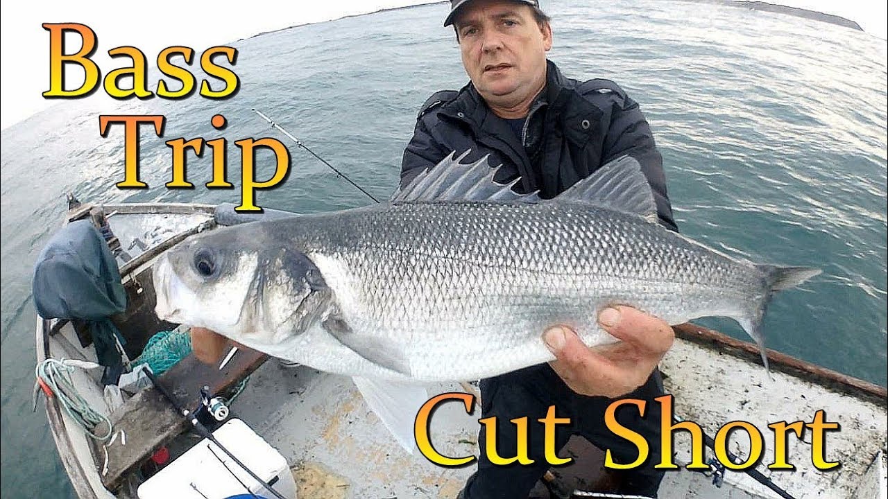Bass Trip Cut Short - YouTube