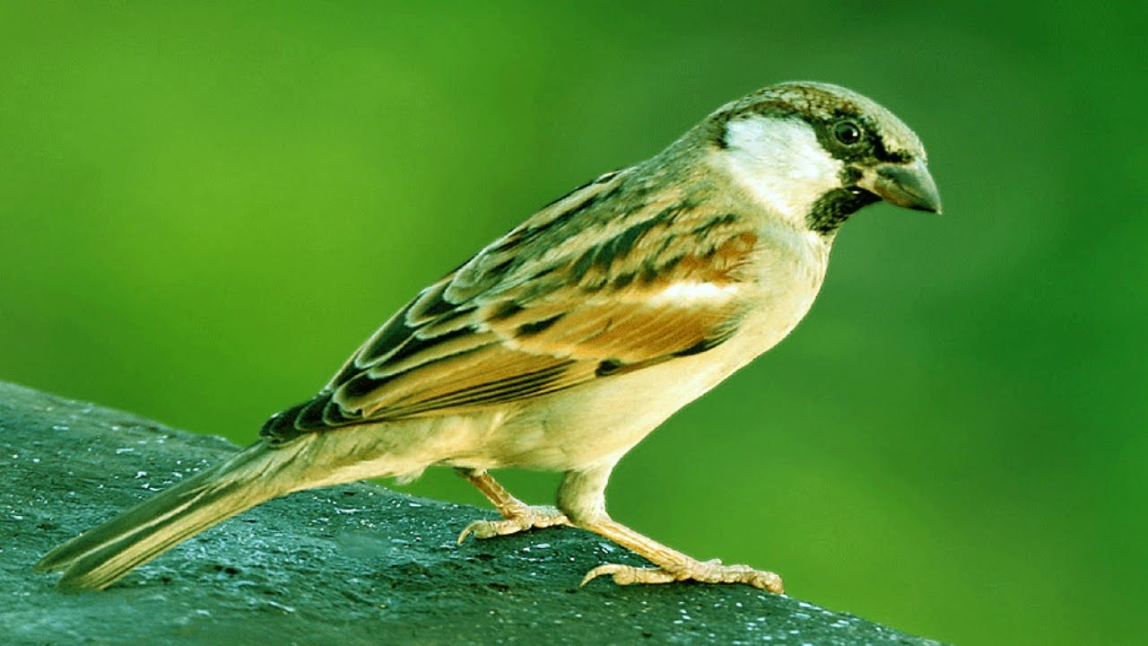 Amazing Natural Bird Eating food || Chorui Pakhi || চড়ুই পাখি ...