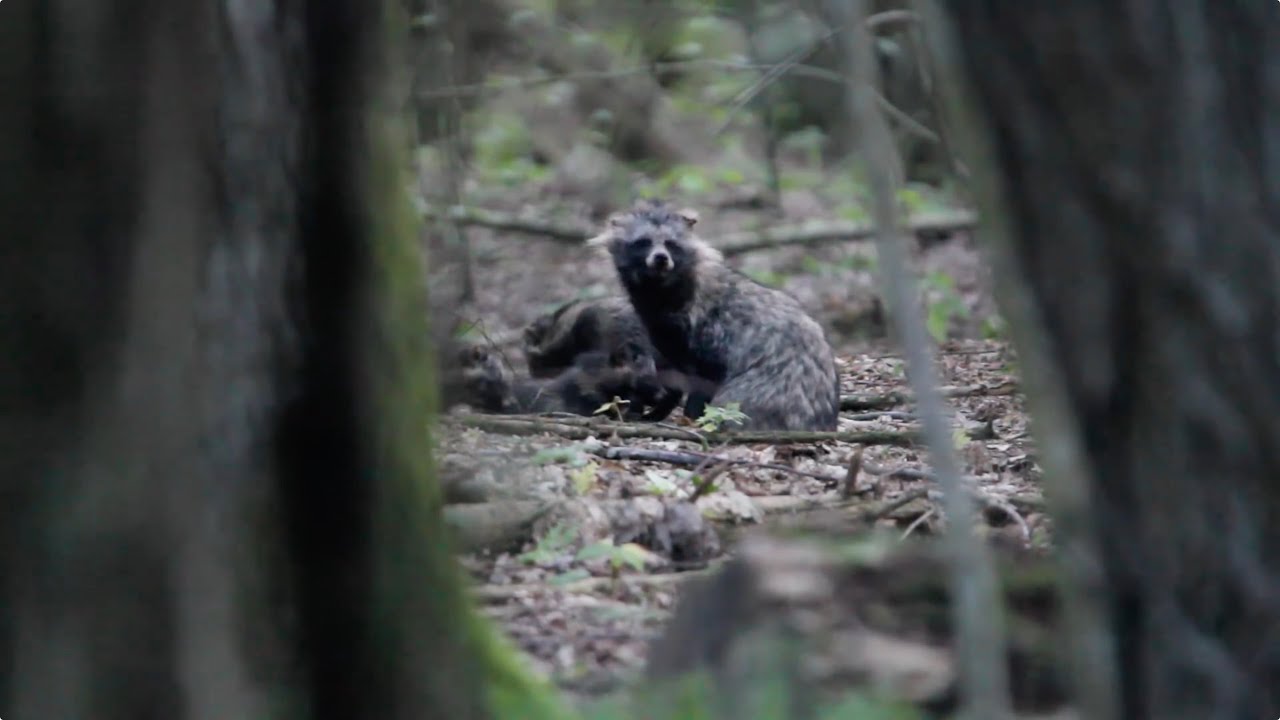 Raccoon Dog in the Białowieża Forest - Wild Poland - YouTube