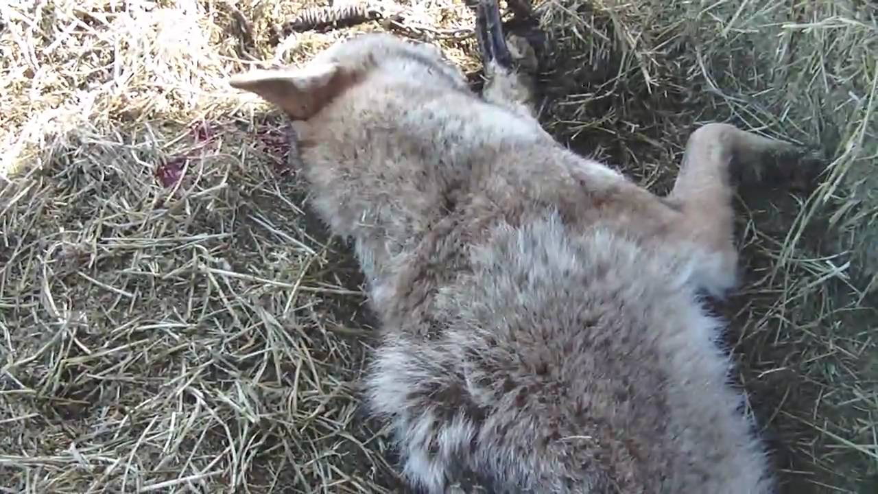 Predator Xpress Closer Look at Trapped Coyote - YouTube