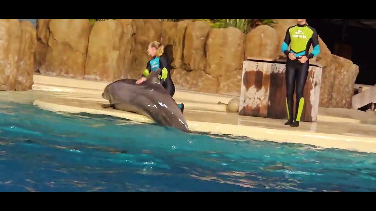 Dolphin Adventure @SeaWorld Orlando VIP Zoo Night 6/13/2024 - YouTube