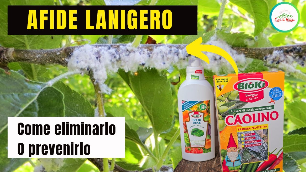 Afide Lanigero - Come Eliminarlo o Prevenirlo - YouTube