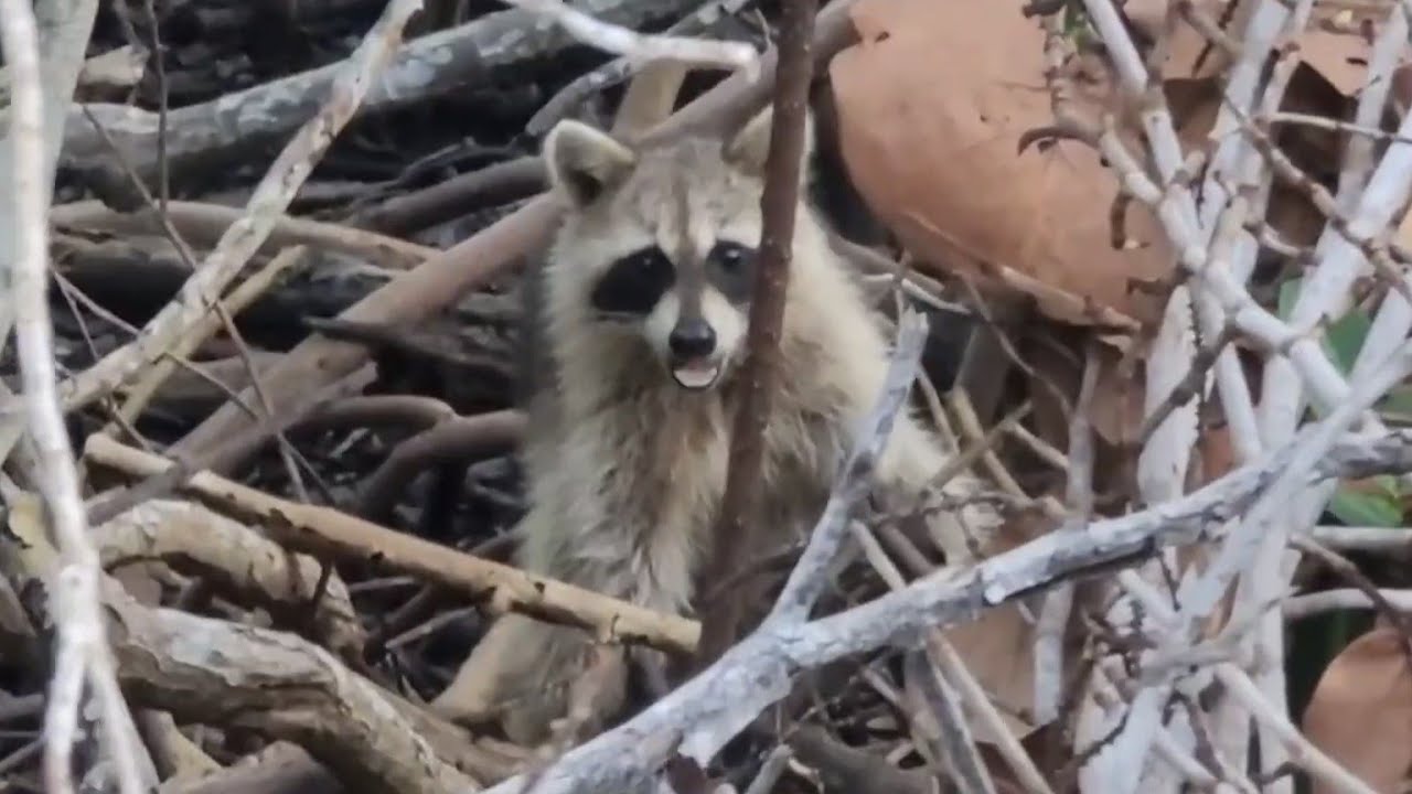 The Florida Raccoon - YouTube