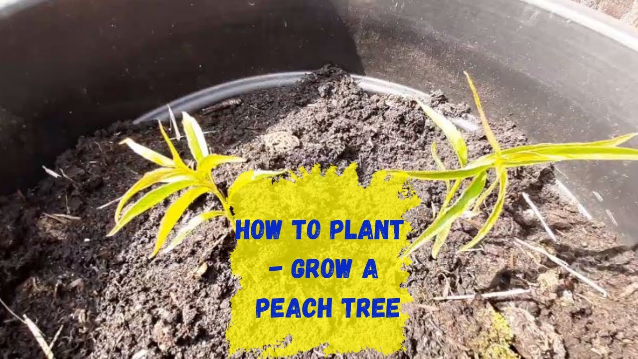 How To Plant/Grow A Peach Tree - UK - YouTube