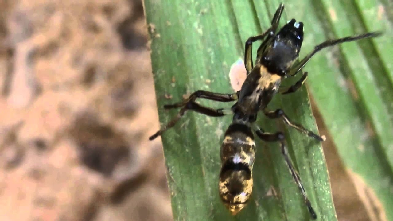 Three Peruvian Jumping Spiders - YouTube