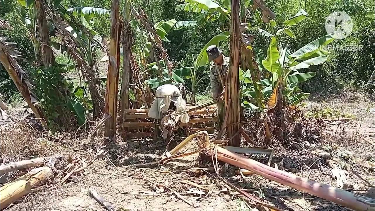 Kuv Tub hmoob muas channel 23 videos 2O24 rov los ntsib nej txhua tug đua os - YouTube