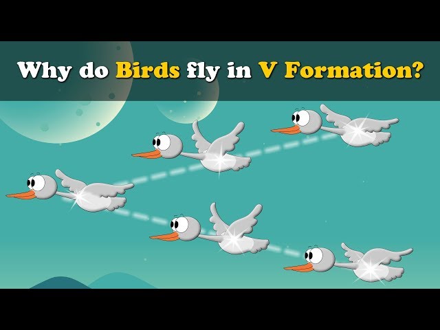 Geese V Formation Cartoon
