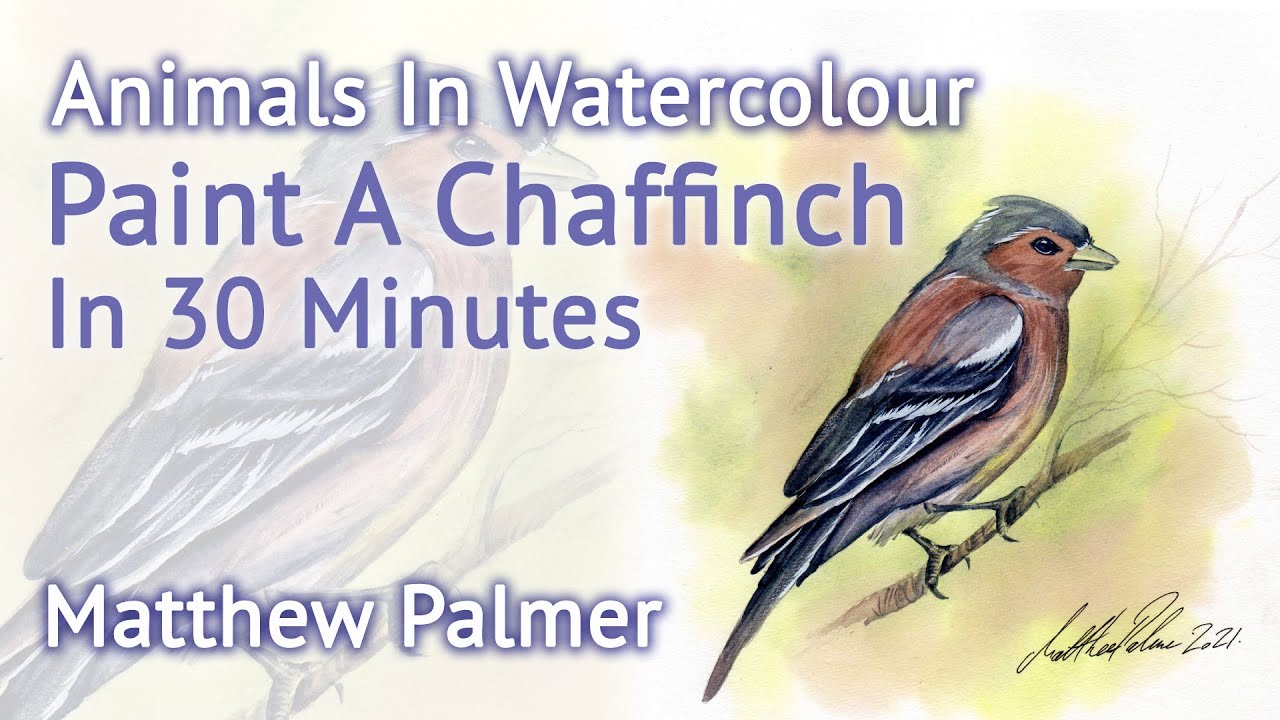 30 Minute Animals In Watercolour - Paint A Chaffinch - YouTube