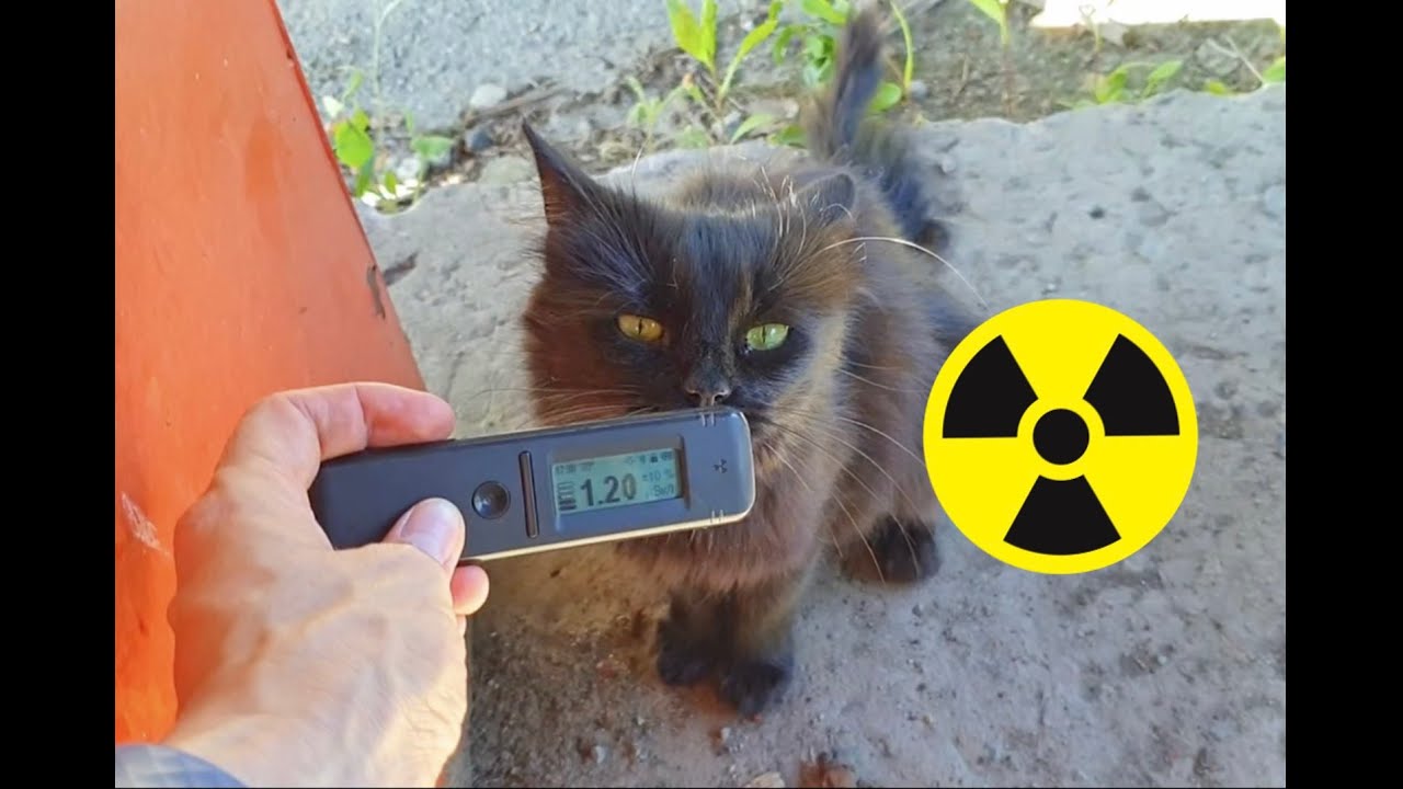 Radioactive Cat Guard of a Soviet tank in Chernobyl - YouTube