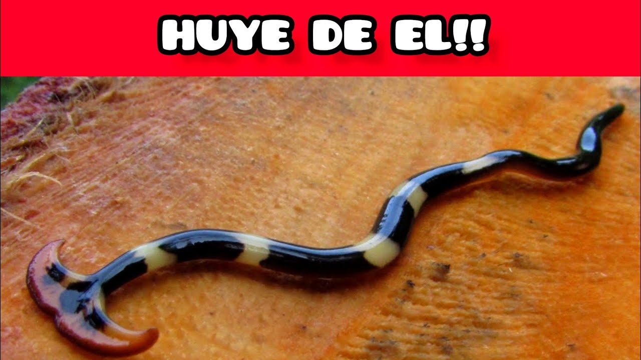 TOP 8 Insectos más Extraños y Aterradores del Mundo - YouTube