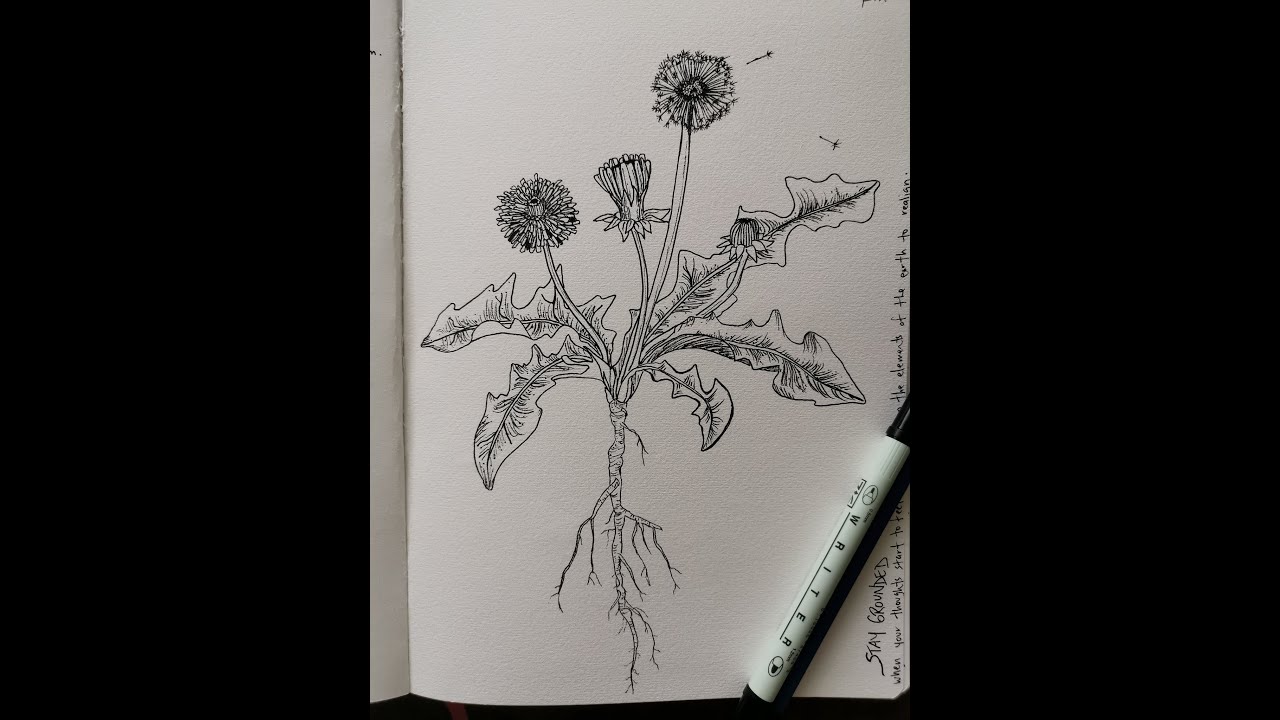 How to Draw a Dandelion - Fun & Easy - YouTube