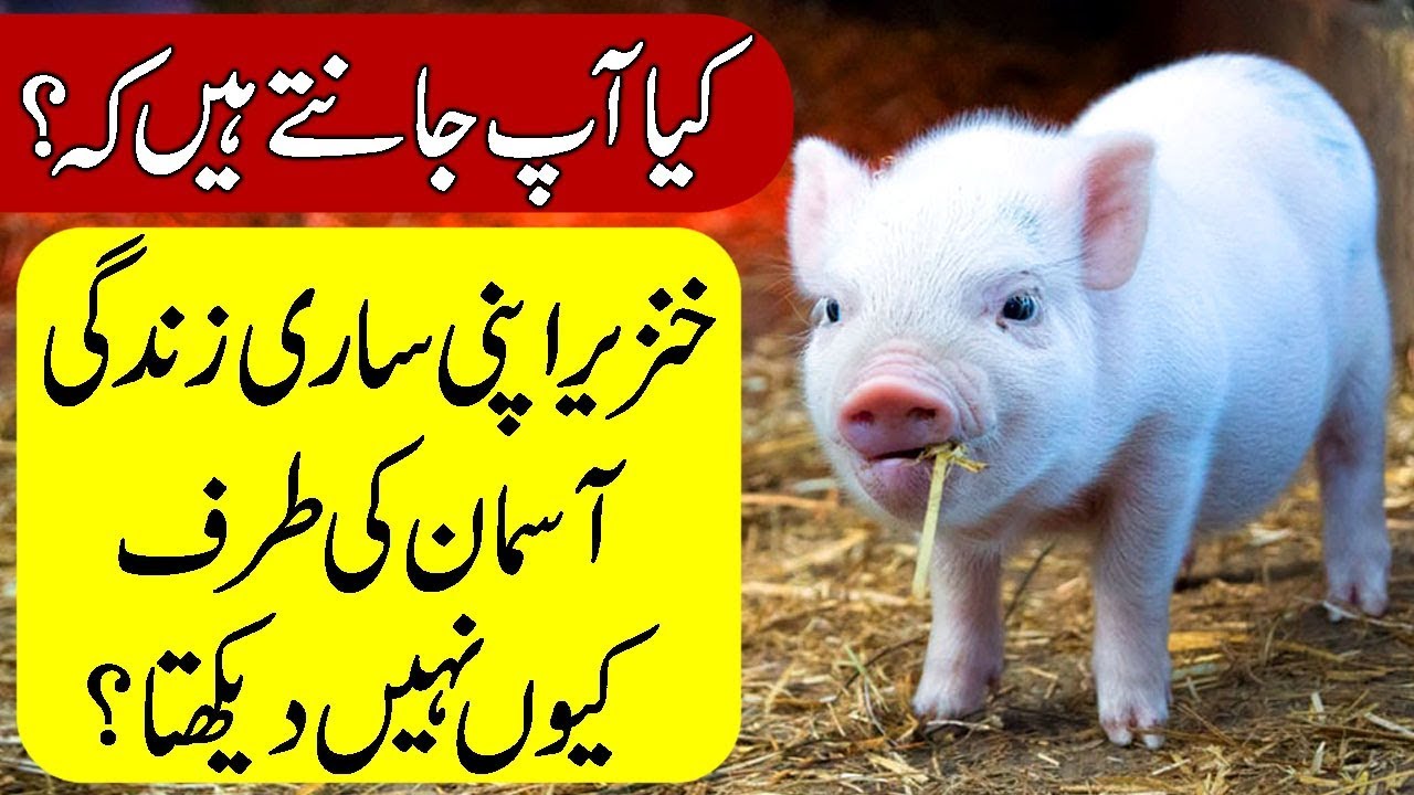 Strange Facts About Pig Khinzeer In Hindi Urdu YouTube strange-facts-about-pig-khinzeer-in-hindi-urdu-youtube