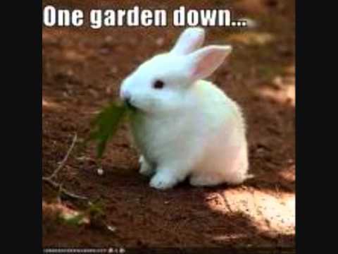 num num song - YouTube