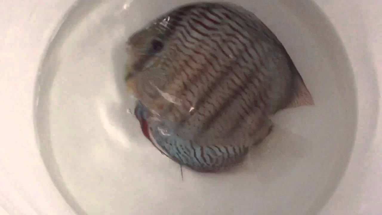 Unboxing First Coast Discus, Ricky Lim - YouTube