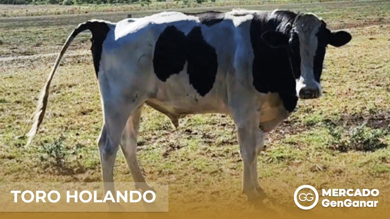 Toro Holando Artillero Jover 72 Goler-P - YouTube