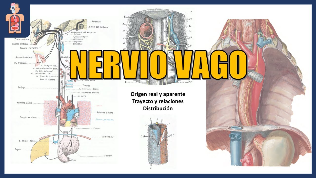 Anatomía Del Nervio Vago Ppt Nervio VAGO NERVIO VAGO (X Nervio