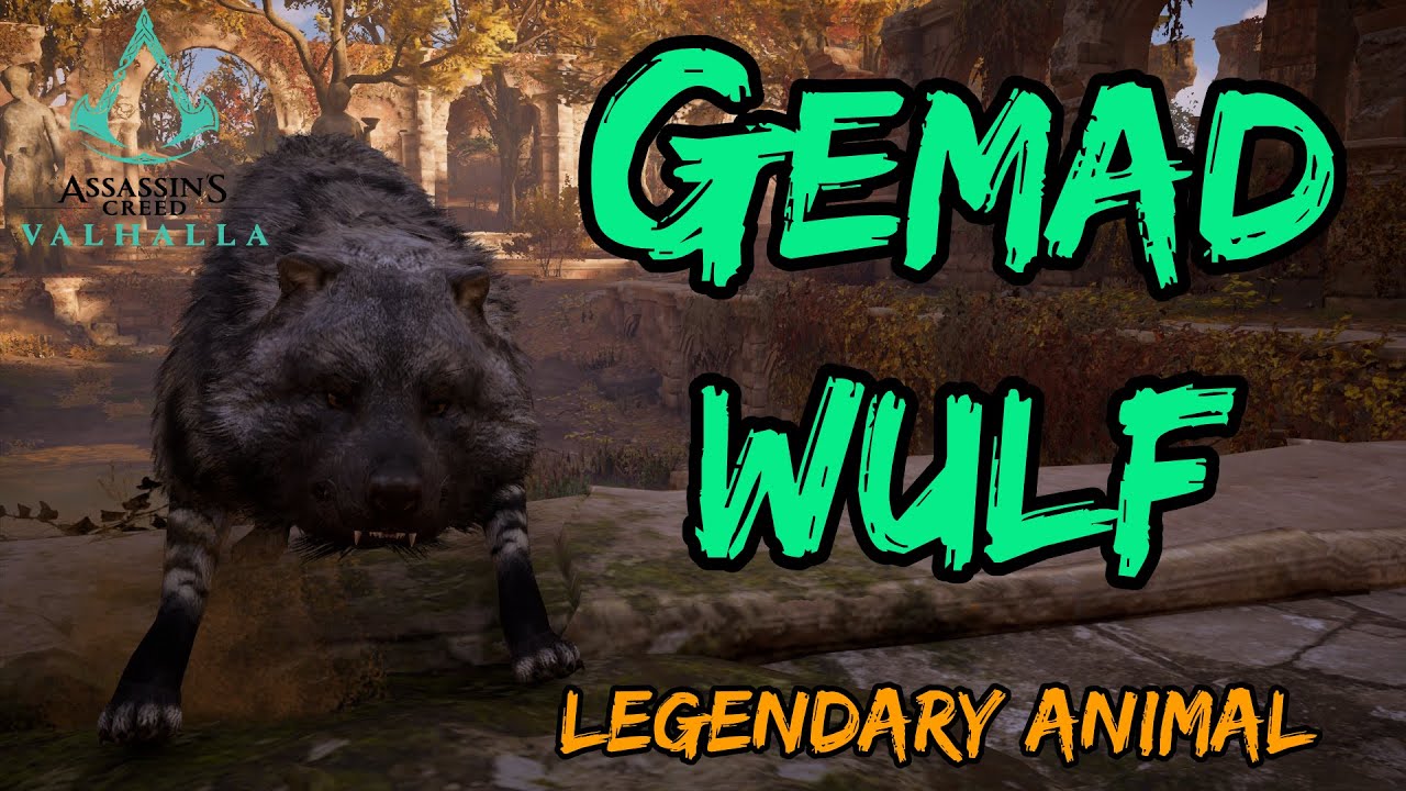 Gemad Wolf Boss Legendary animal | Assassin's Creed Valhalla - YouTube