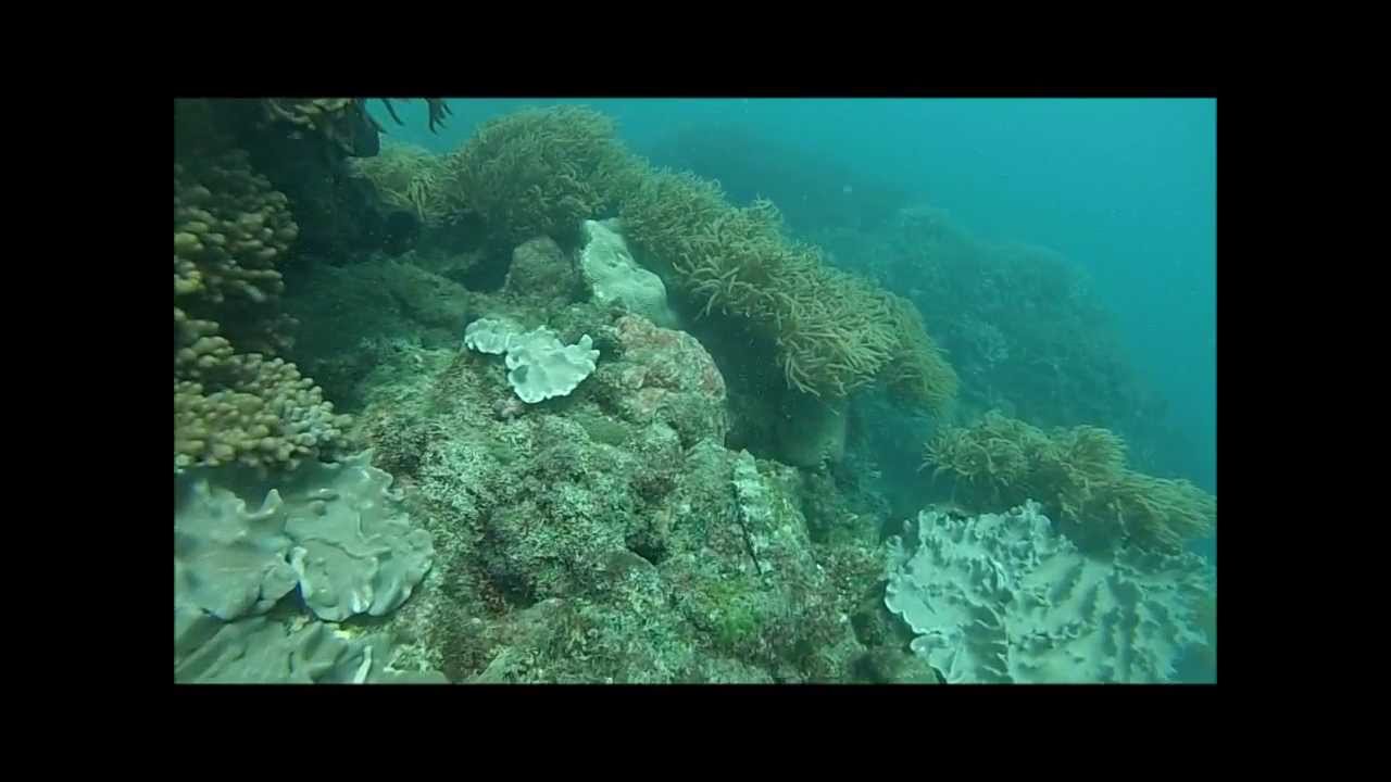 Hook Island spearfishing and snorkeling QLD - YouTube