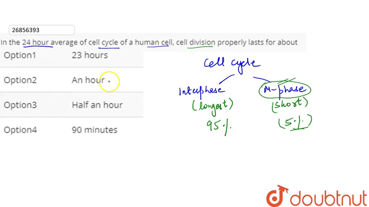 In the 24 hour average of cell cycle of a human cell, cell division ...