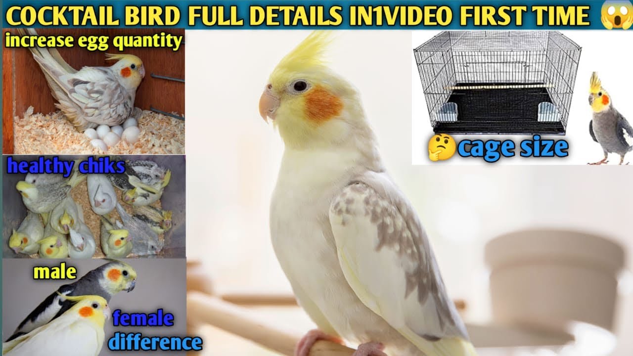 Cocktail BirdsBreedingTips|Cocktail Birds Male Female| Cocktail ...