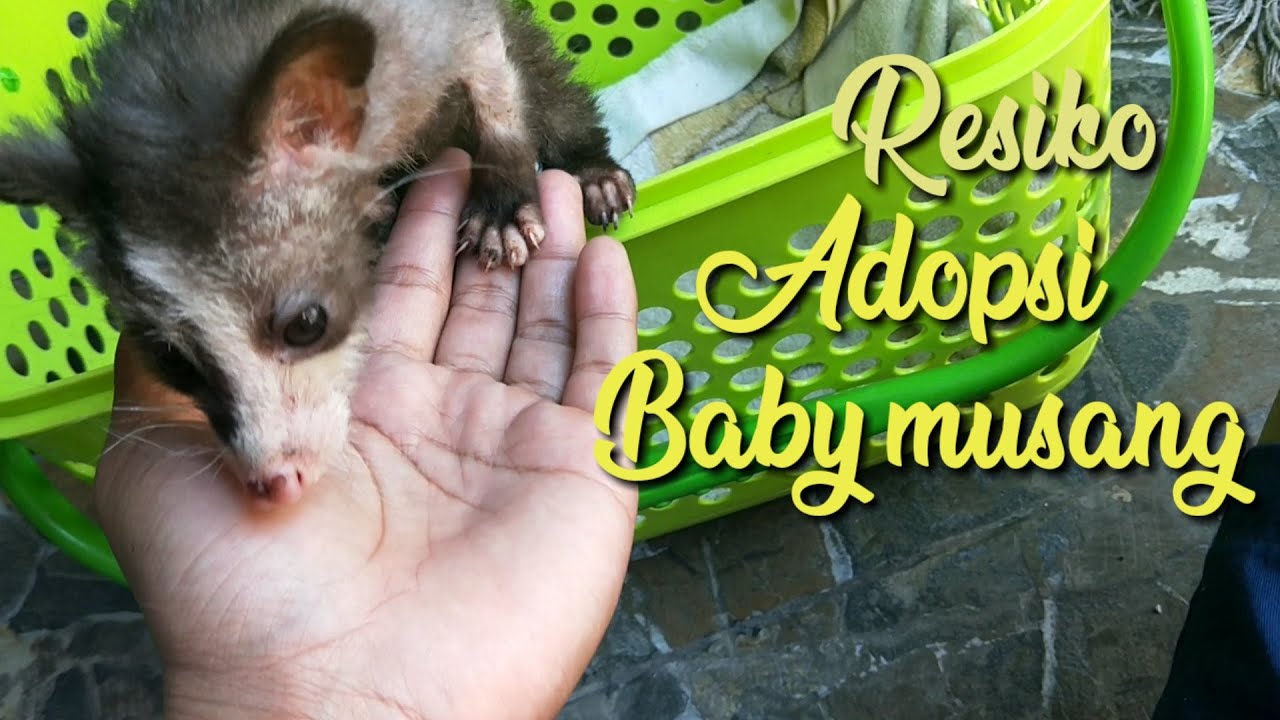Baby musang!!!!!!! Resiko adopsi baby musang - YouTube