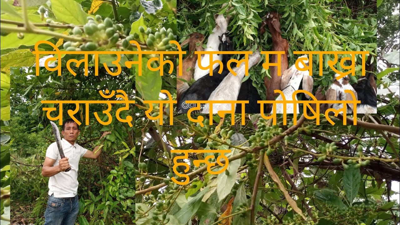 bakhra palan in nepal आनन्दले रमाइलो अनुभब गरी रहेको छु बाख्रा चराउदै ...