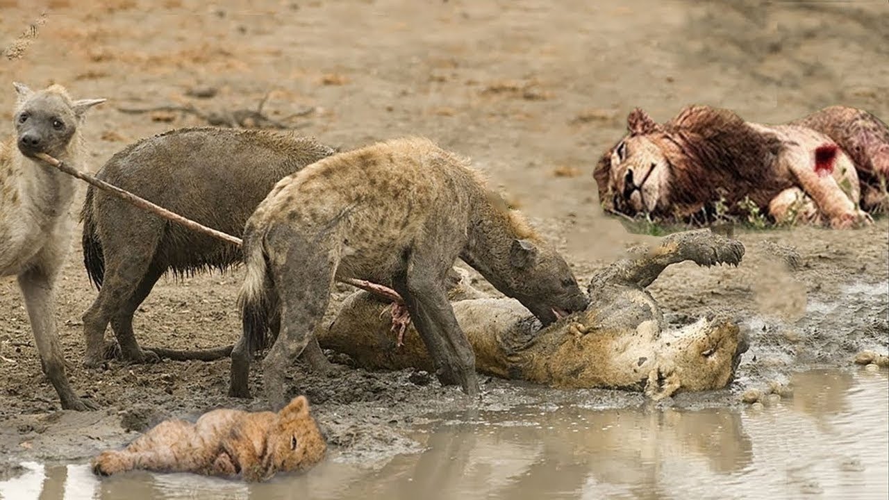 hyena antics | candid animals | candid wildlife - YouTube