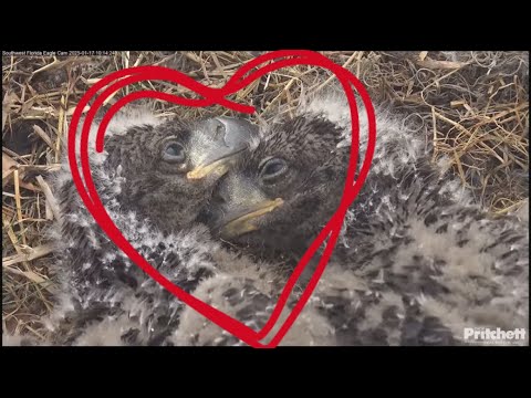 SWFL Eagles: E24 and E25 cuddling ♥️🥰 - YouTube