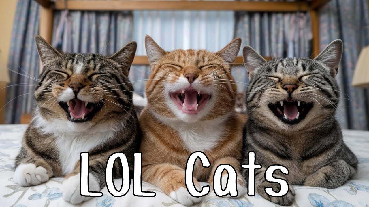 Laughing Cats🐾Funny Cats🐱🎶LOL Cats Song🐾K-POP Moves that Make You LOL🎶😺 ...