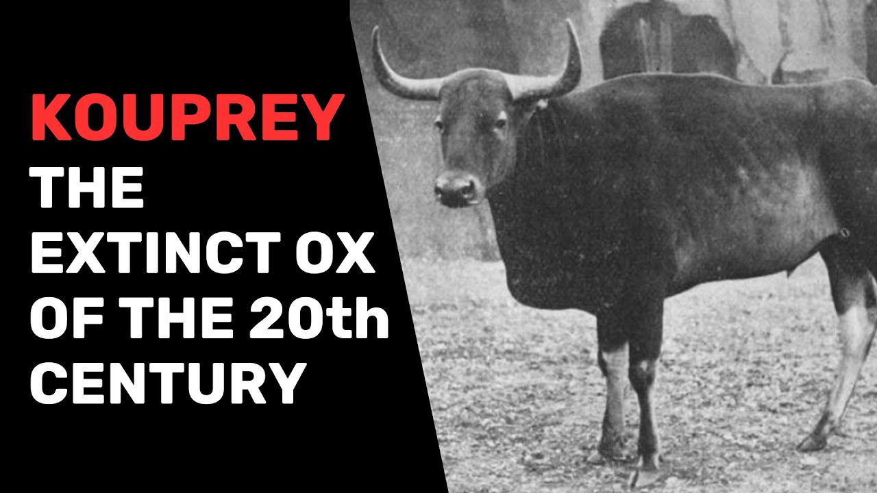 Kouprey: The Extinct Ox of the 20th Century - YouTube