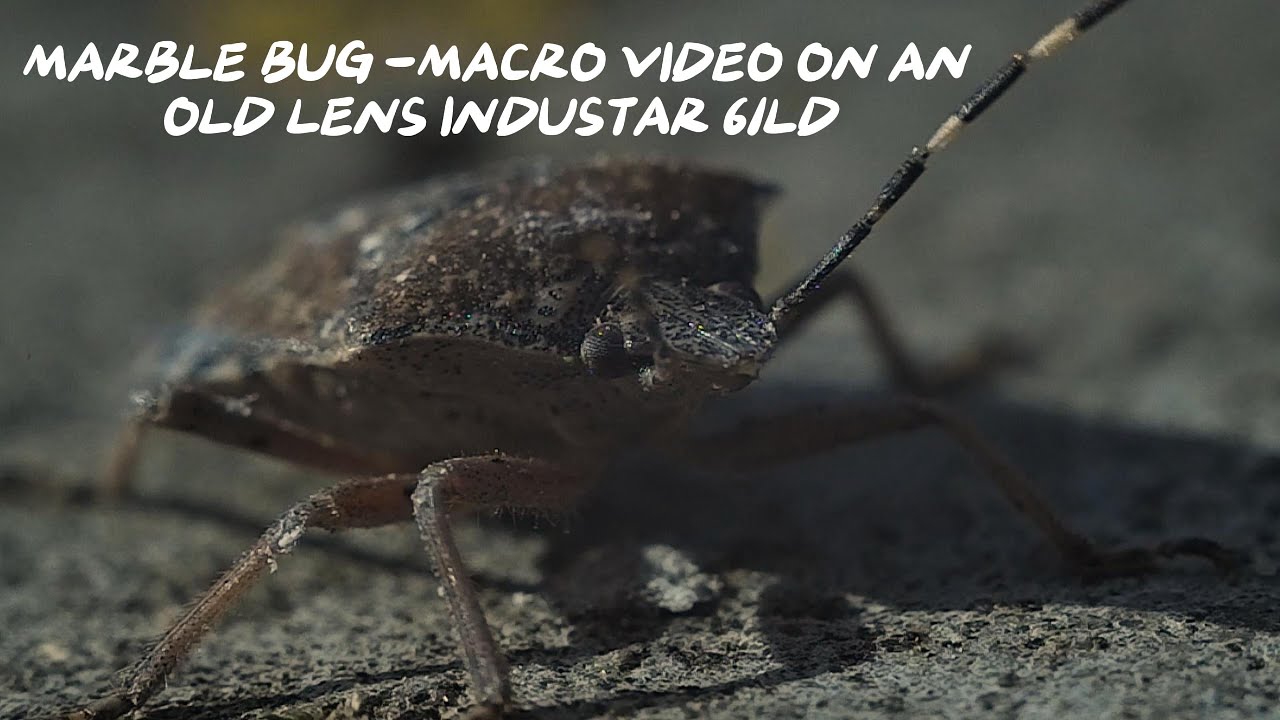 Marble Bug macro video on an old lens Industar 61 ld\ Slow Motion ...