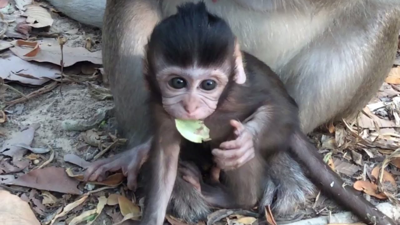 Little monkeys jumping on The Camera - The Real Life Of Monkey Angkor ...