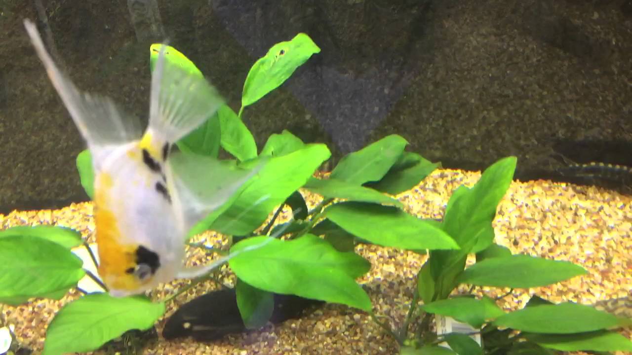 Bullrout the deadly fresh water stonefish - YouTube