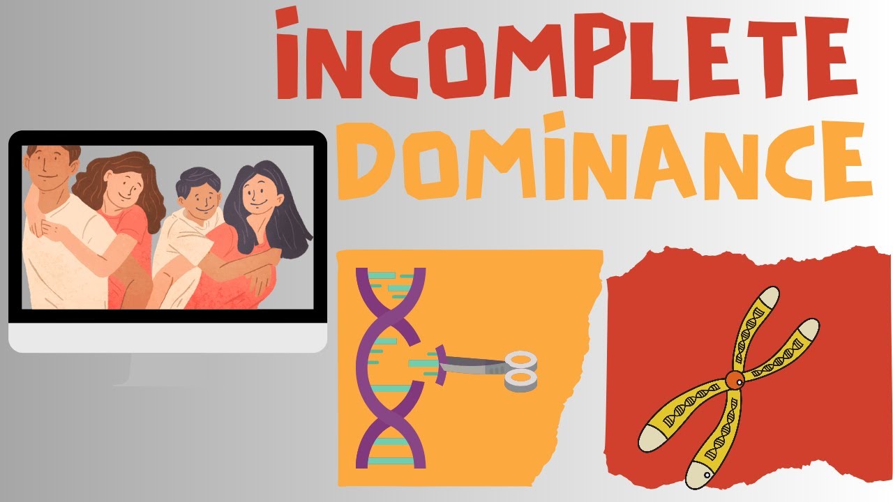 Incomplete Dominance | Biology Animation - YouTube