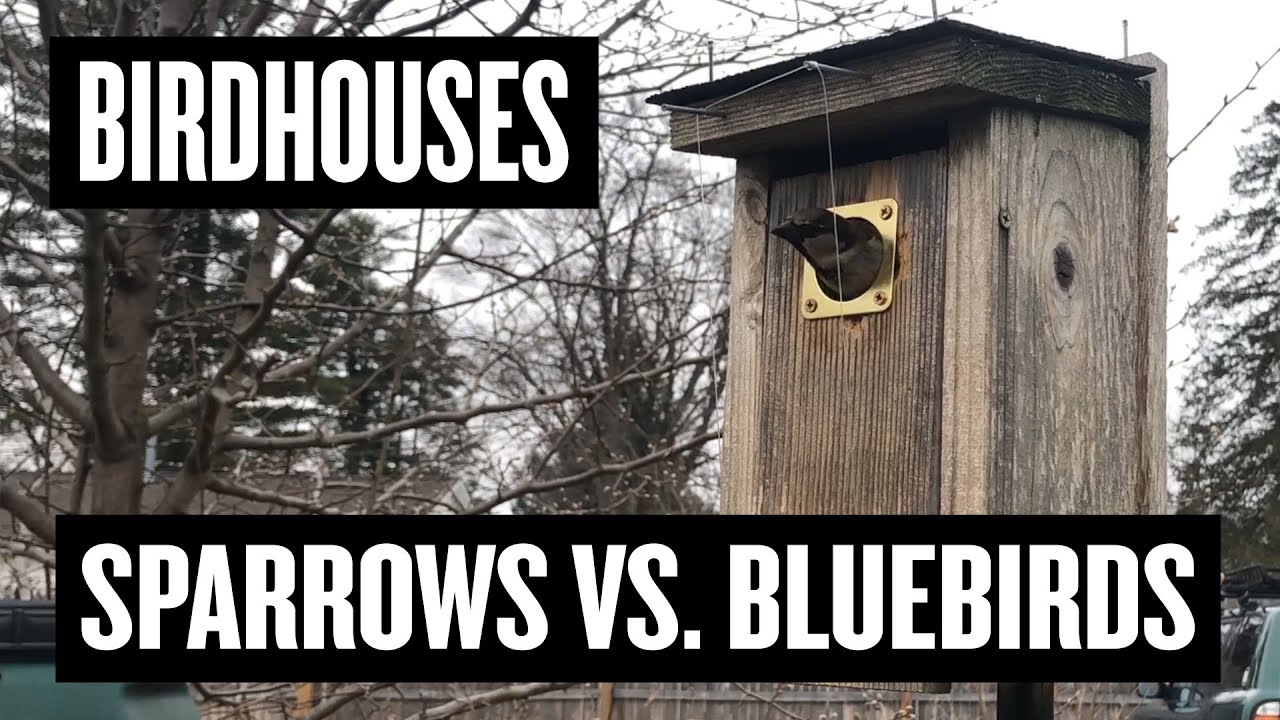 BIRDHOUSES: Sparrows vs. Bluebirds vs. Squirrels - YouTube