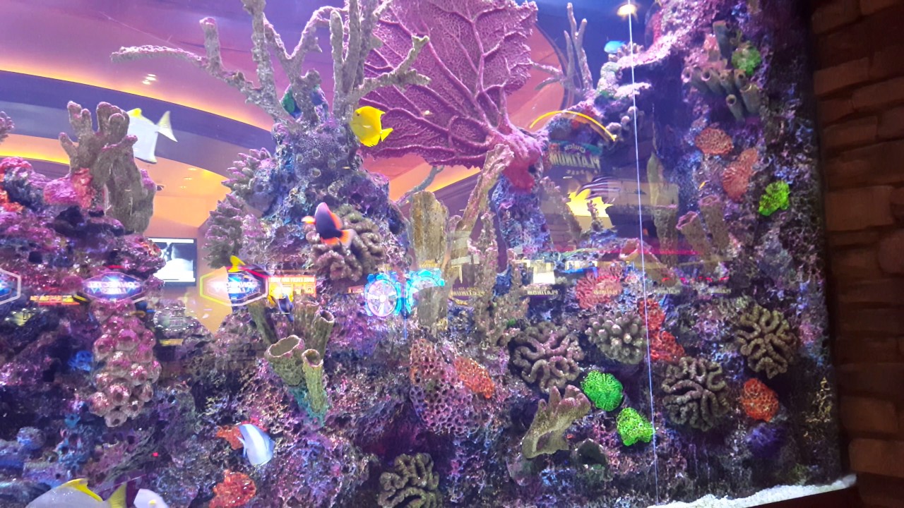 Valleyview casino fish tank - YouTube