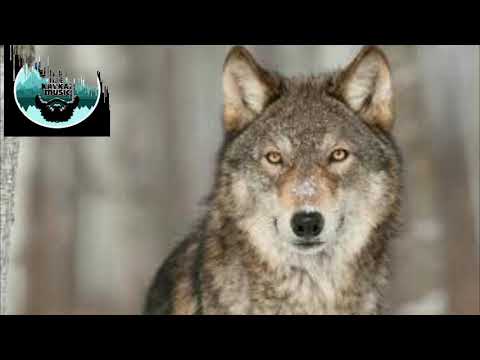 👑New lezginka 2020 🐺DOLYA🐺-AZE KAVKAZ MUSİC👑