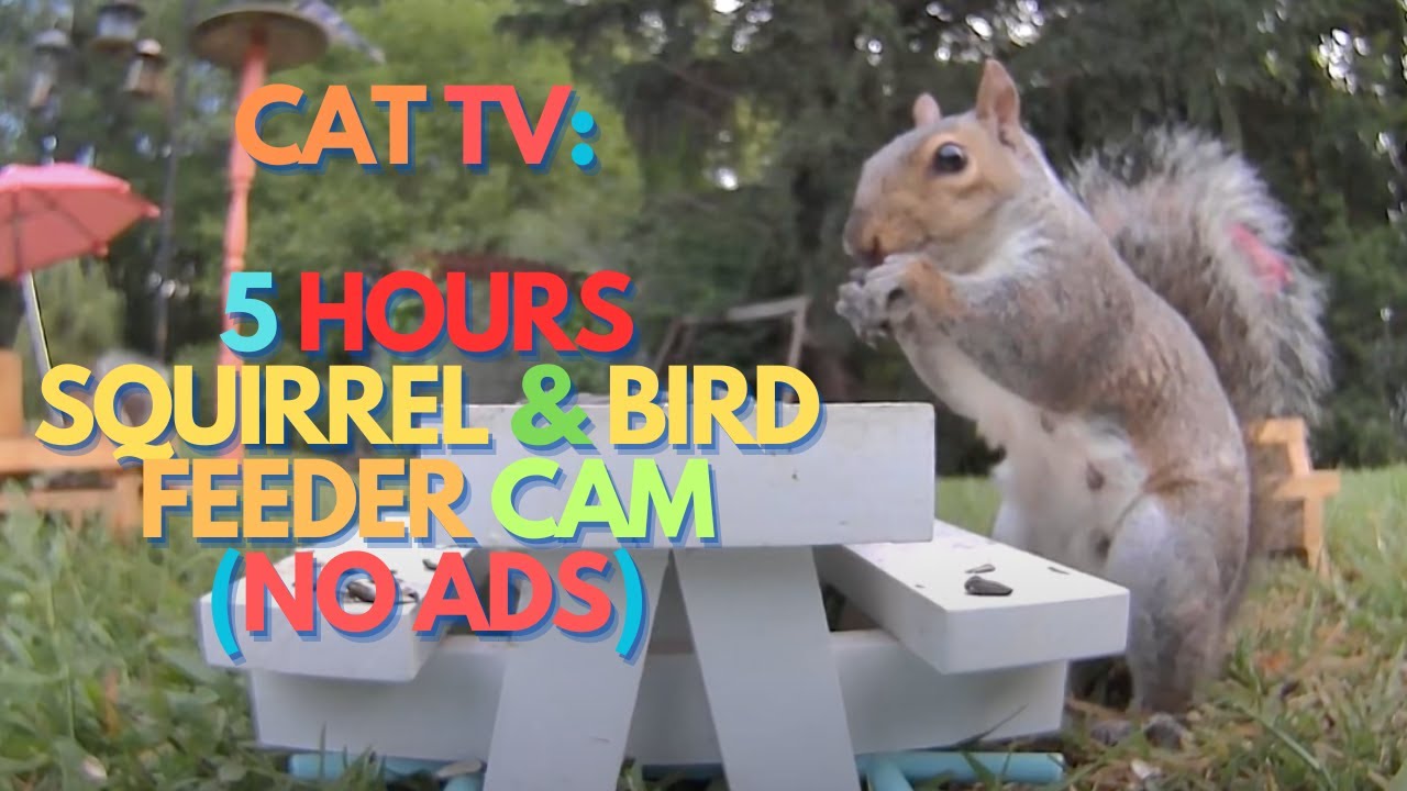 Videos for Cats: Squirrel & Bird Feeder Cam * 5 HOURS * CAT TV - YouTube