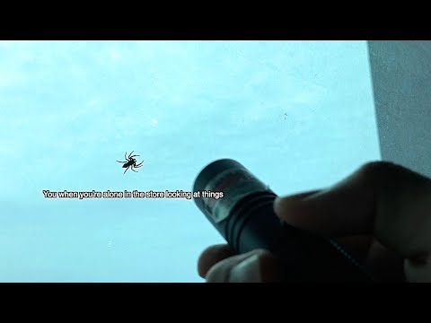 Spider chasing laser pointer (Part 3) - YouTube