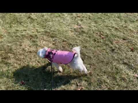 Meet Anastasia a Bichon Frise currently available for adoption! 1/15/2022 1:18:09 PM