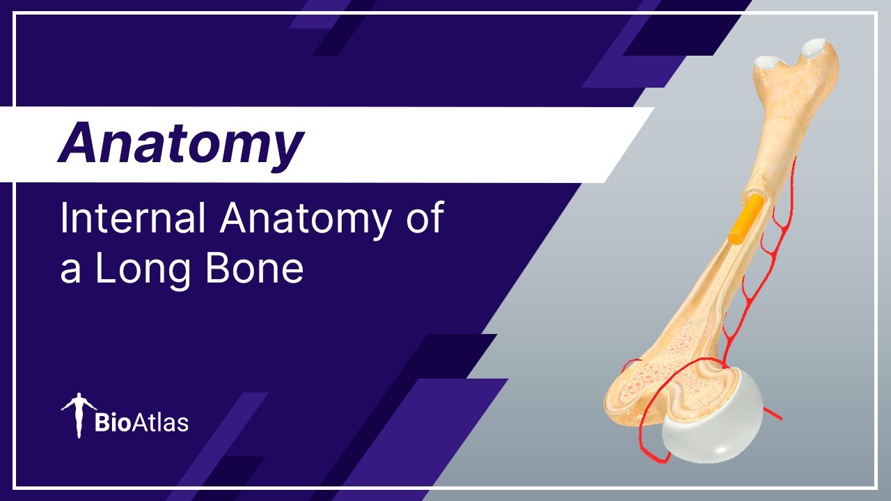 Internal Anatomy of Long Bones | Systemic Anatomy (Atlas) | BioAtlas ...