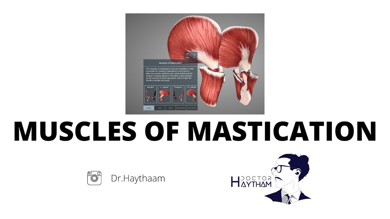 Muscles of Mastication | Temporalis, Masseter, Lateral & Medial ...