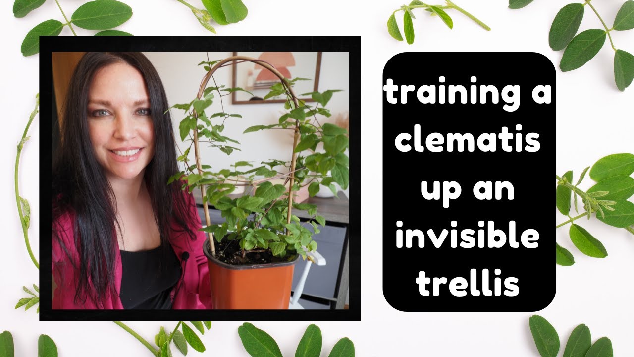 How to plant a clematis up an invisible trellis | Serenity Now Garden ...