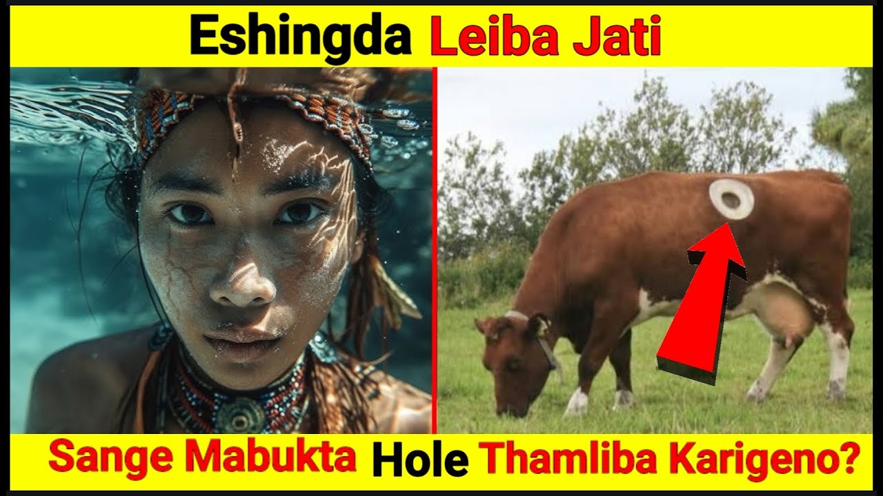 Eshingda Leiba Jati || Fistulated Cow - YouTube