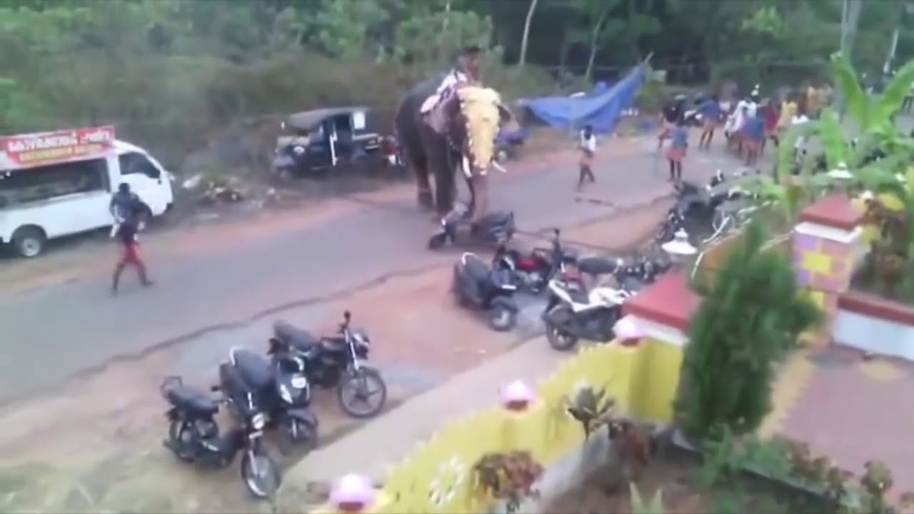 ELEPHANT RAGE ATTACK IN KERALA, INDIA - YouTube