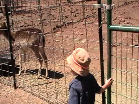 Deer Farm, AZ 05/11 - YouTube