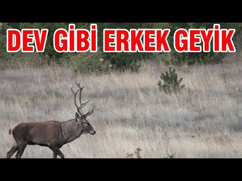 YABAN HAYATI GÖZLEMİNE GİDİYORUM ! ÇOK GÜZEL BİR ERKEK KIZIL GEYİK İLE KARŞILAŞTIM !