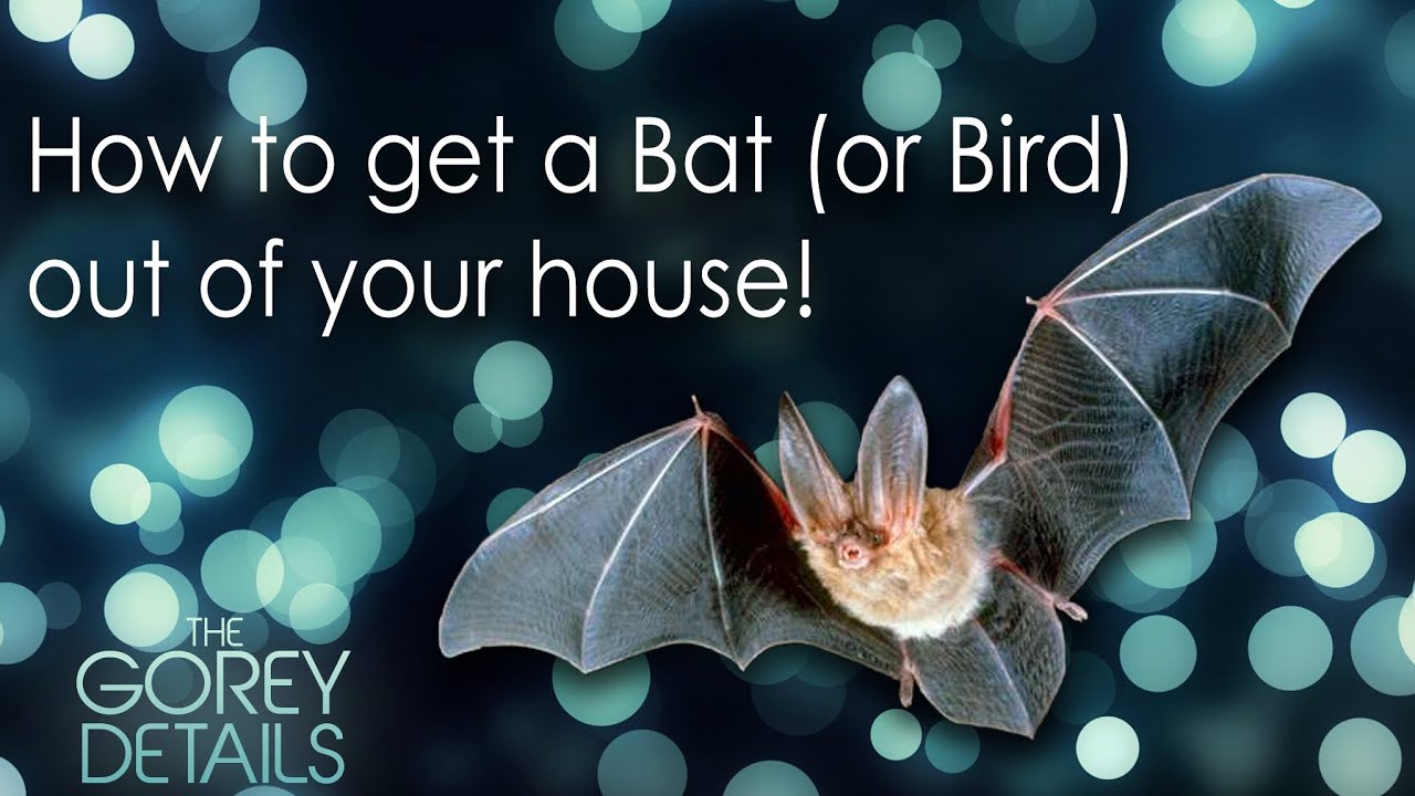 Going Batty (How to get a bat or bird out of your house) - YouTube