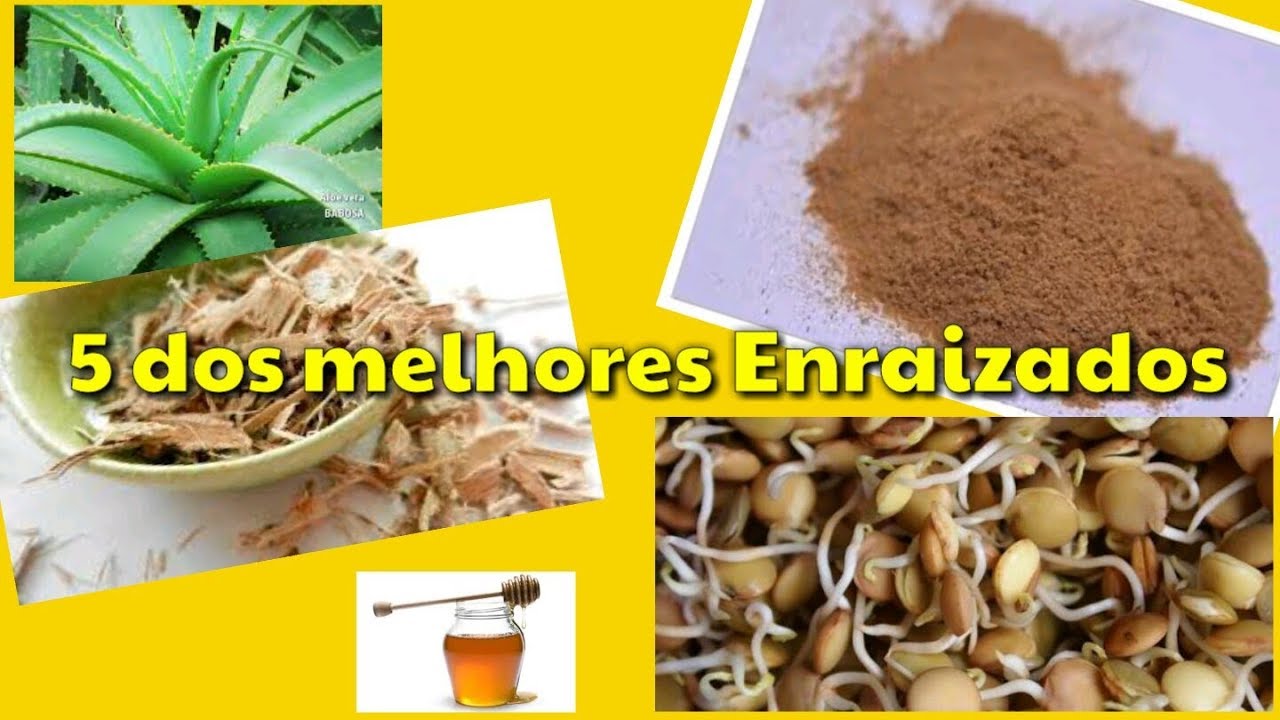 5 Dos Melhores Enraizadores |O Especialista - YouTube