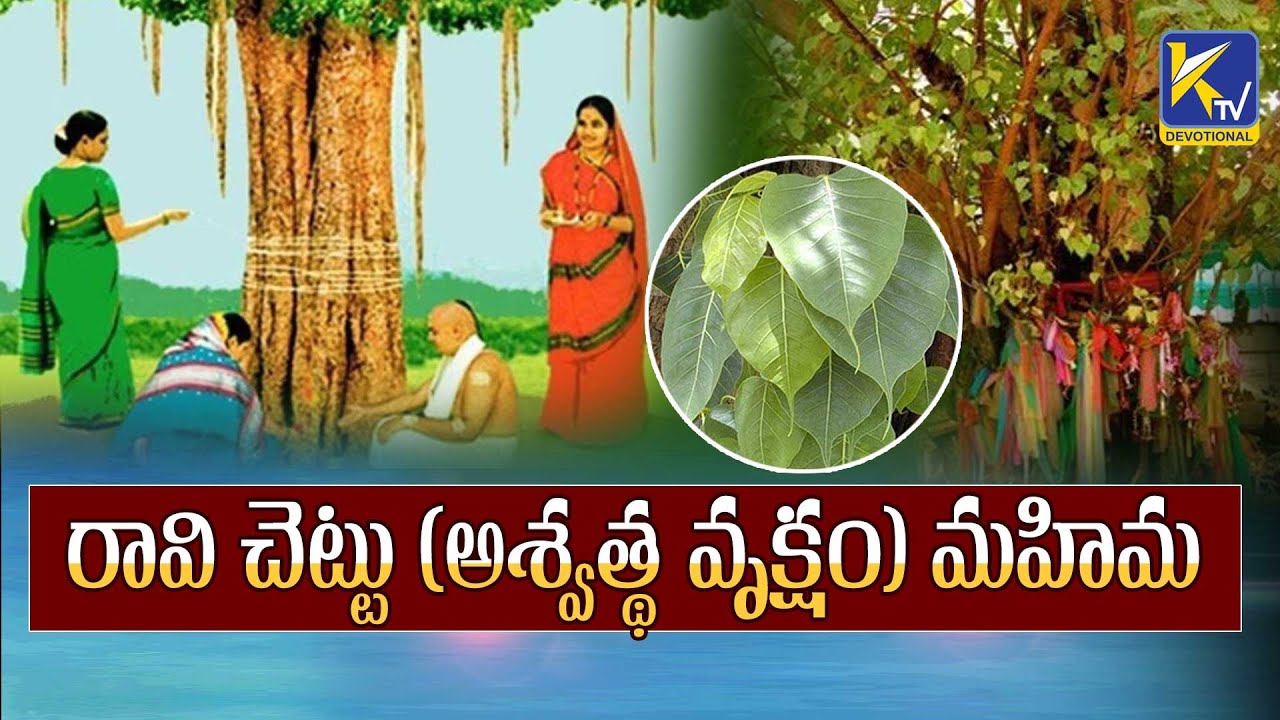 Significance of Ravi Chettu | Importance Of Puja For Ravi Chettu | Ravi ...